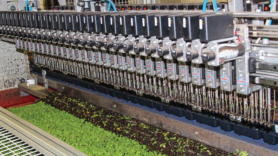 Automation Generates Sustainable Efficiency At Green Circle Growers ...