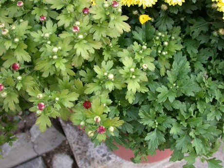 How Nitrogen Influences The pH Of Your Growing Medium - Greenhouse Grower