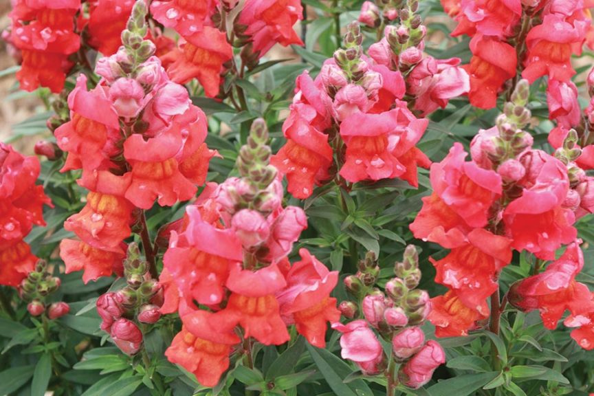 Fall Crop Alternatives That Can Increase Your Sales - Greenhouse Grower