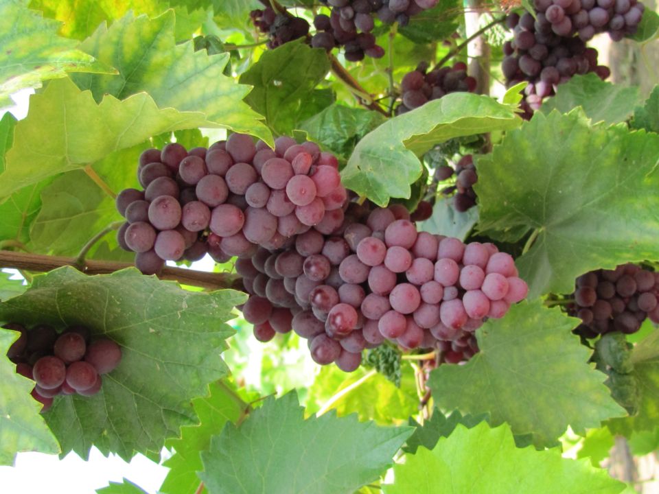 Products Making Their Summer Debut At Farwest - Greenhouse Grower