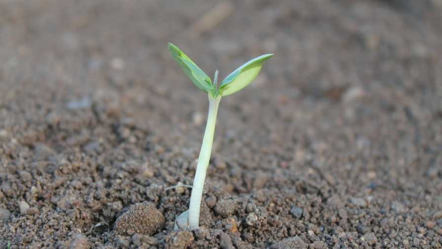 Penn State University Offers Recipe For Potting Media - Greenhouse Grower