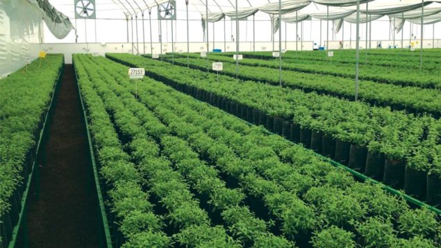Tips on Successful Handling and Propagation of Cuttings - Greenhouse Grower