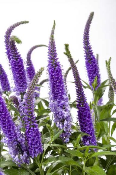20 New Cold-Hardy Perennials For A Rock Solid Line-Up In 2017 ...