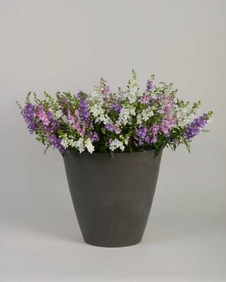 19 New Combos for Containers Big and Small - Greenhouse Grower