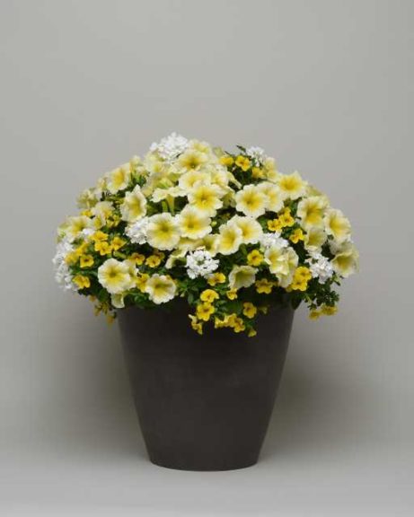 19 New Combos for Containers Big and Small - Greenhouse Grower