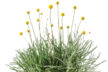 Growing Tips for Craspedia ‘Golf Beauty’ - Greenhouse Grower