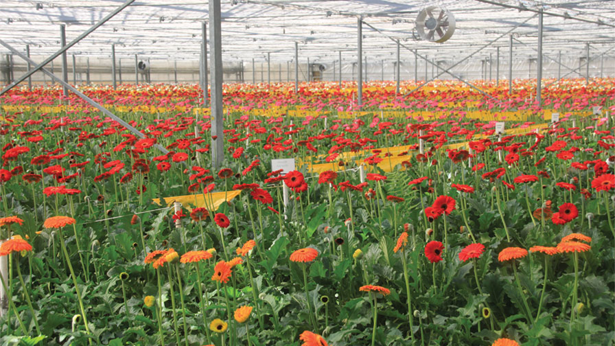 Using Remote Sensing to Optimize IPM in Greenhouses - Greenhouse Grower