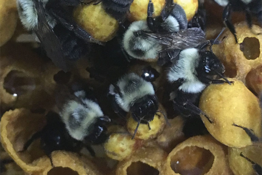 Using Bees in the Greenhouse for Natural Pollination - Greenhouse Grower