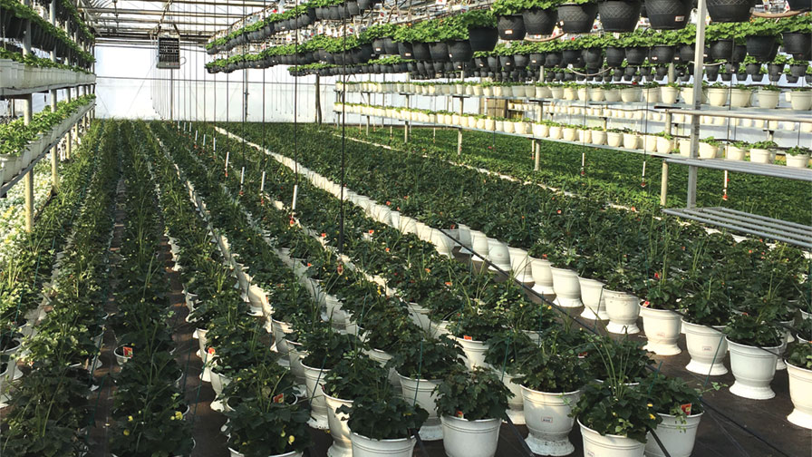 How Suppliers Are Addressing Remote Monitoring Needs for Greenhouse ...