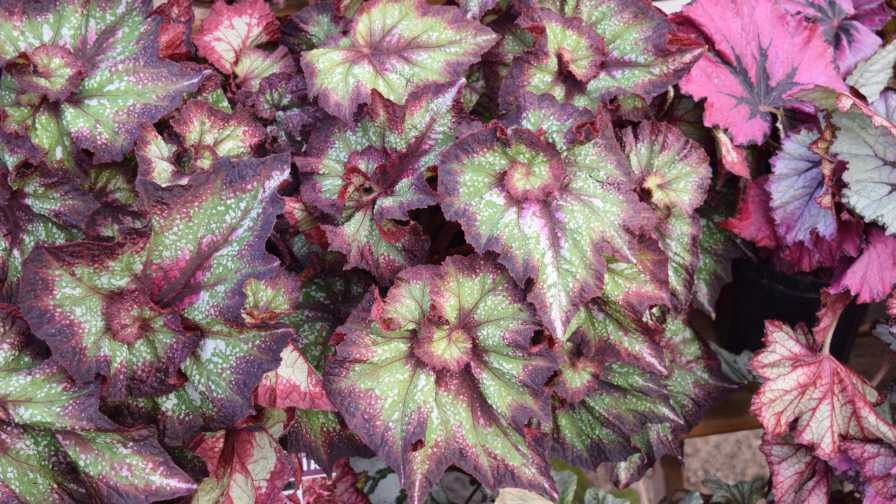 Dr. A's Day Four Top Varieties for CAST 2017 - Greenhouse Grower