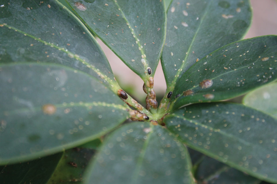 Why Biological Control Fails: Encapsulation May be the Culprit ...