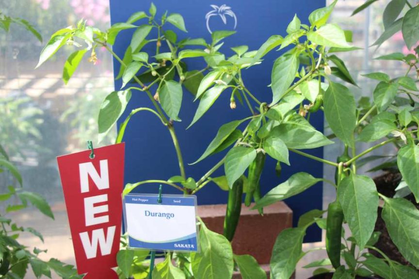 39 New Vegetables and Herbs for 2018 - Greenhouse Grower