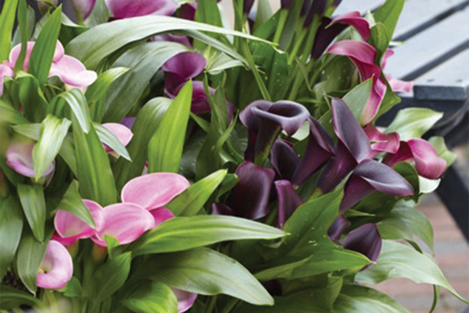 Lifestyle Plants Are in Full Bloom for Consumers - Greenhouse Grower