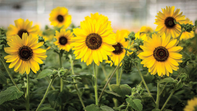 Growing Tips for Helianthus Sunflower 'Sunfinity' - Greenhouse Grower