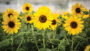 Growing Tips for Helianthus Sunflower 'Sunfinity' - Greenhouse Grower