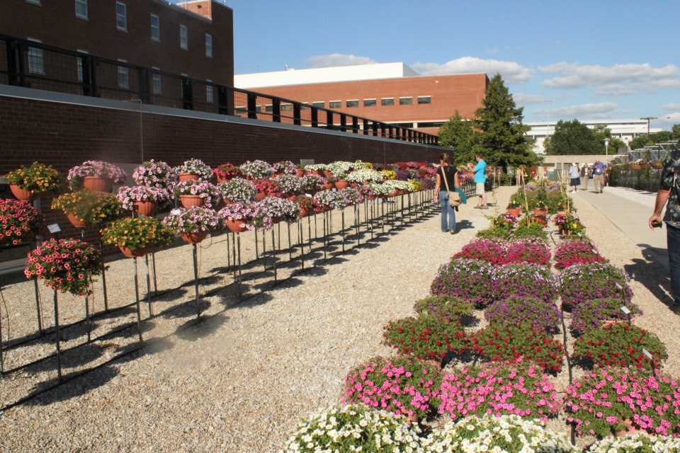 Standout Plants from the 2017 Ohio State University Field Trials ...