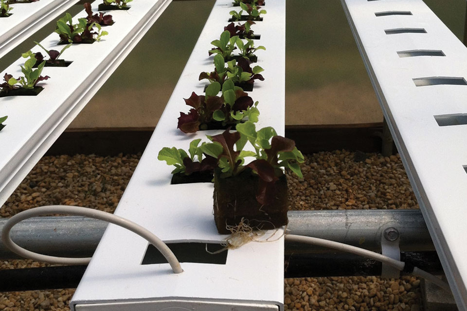 Greenhouse Vegetable Production Systems for Every Grower - Greenhouse ...