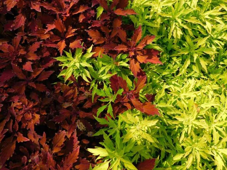 2017 Michigan State University Field Trials Results - Greenhouse Grower
