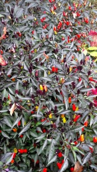 2017 Iowa State University/Reiman Gardens Field Trials Results ...