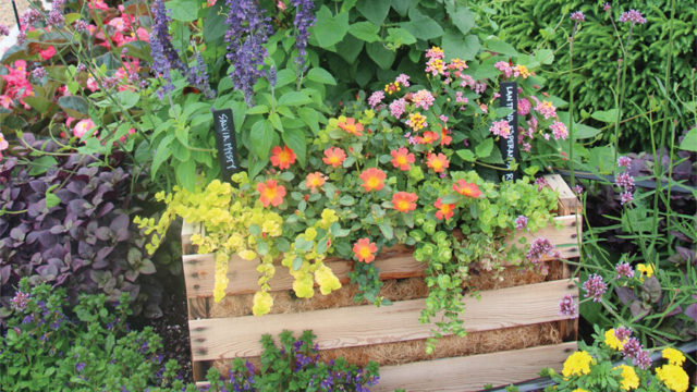 How to Produce Stunning Combination Containers - Greenhouse Grower