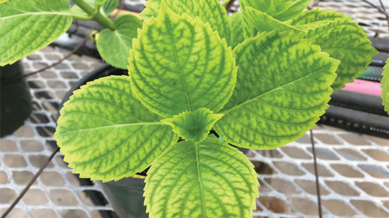 The Irony of Overwatering Your Plants - Greenhouse Grower