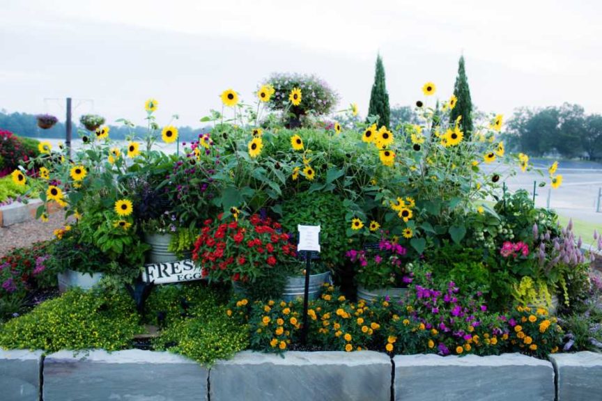 2017 Young's Plant Field Trials Results - Greenhouse Grower