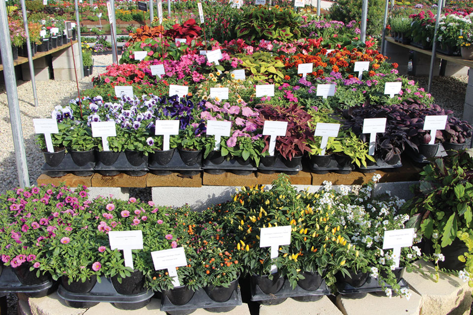 How the Floriculture Industry Can Make the Most of Mother’s Day This ...