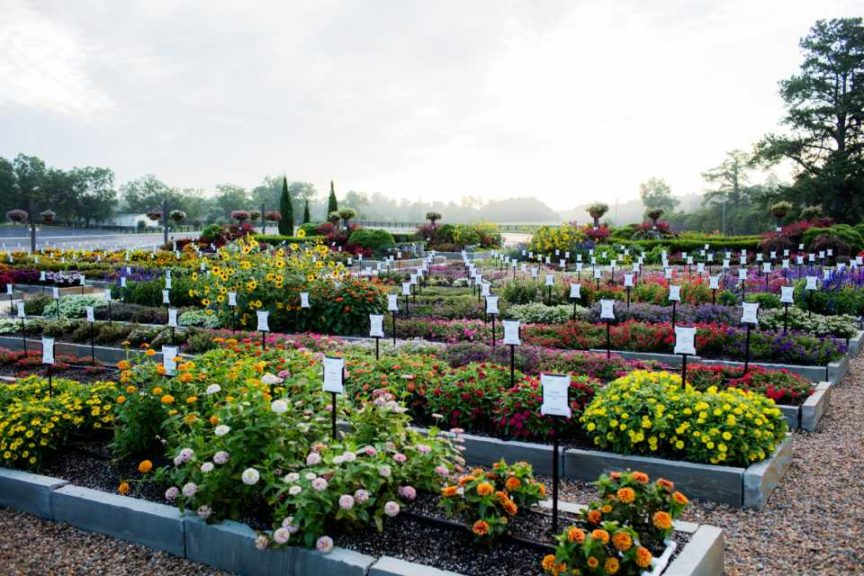 2017 Young's Plant Field Trials Results - Greenhouse Grower