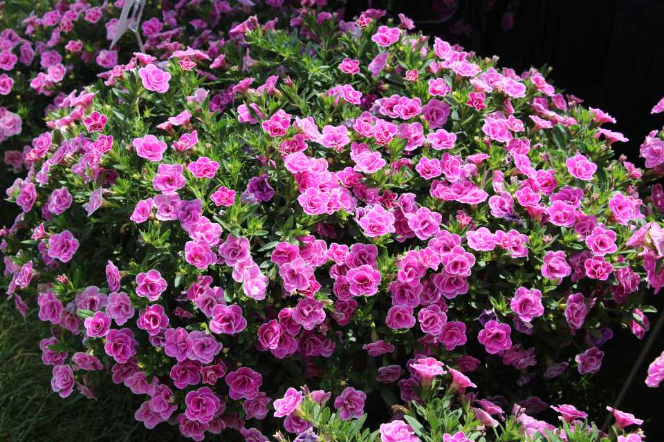 Boost Your Calibrachoa Production With These Expert Tips - Greenhouse ...