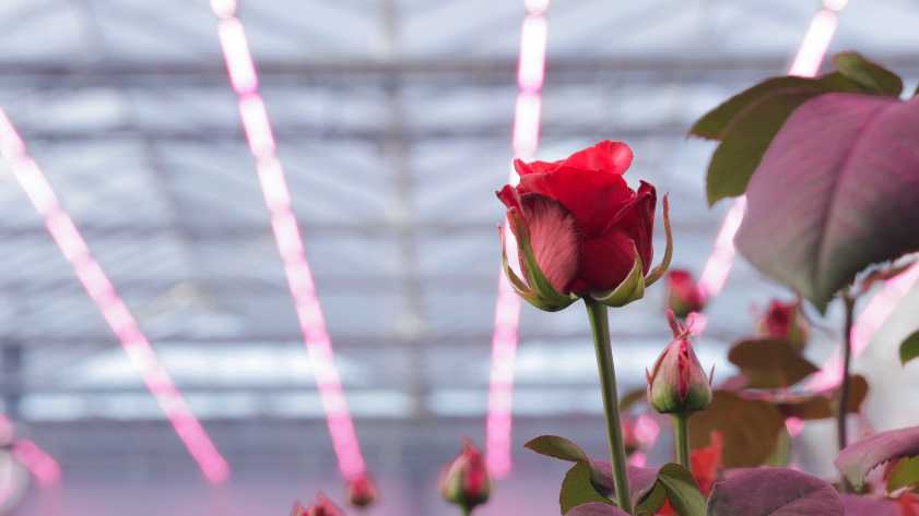 New LED Toplighting System From Philips is Optimized for Roses ...
