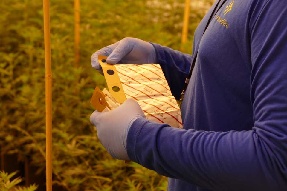 Top Challenges Greenhouse Growers Face With Biocontrols Greenhouse Grower