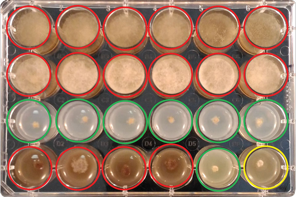 Fungicide Resistance in Botrytis is an International Challenge ...