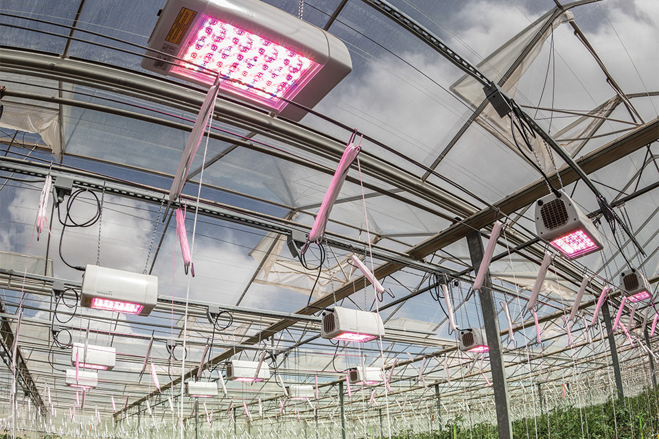 New Research Project Targets Light, Biocontrols Relationship in the ...