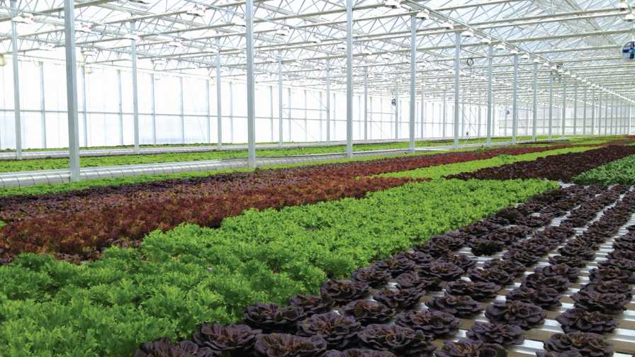 Watch This: Educating Consumers on Different Vegetable Production ...