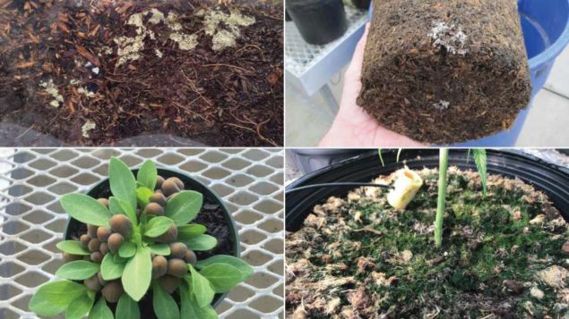 Challenges and Considerations of Using Wood Substrates: Biological ...