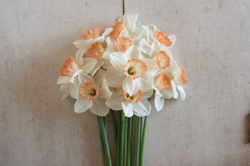 More Coral-Themed Plant Varieties That Can Make a Splash at Your ...
