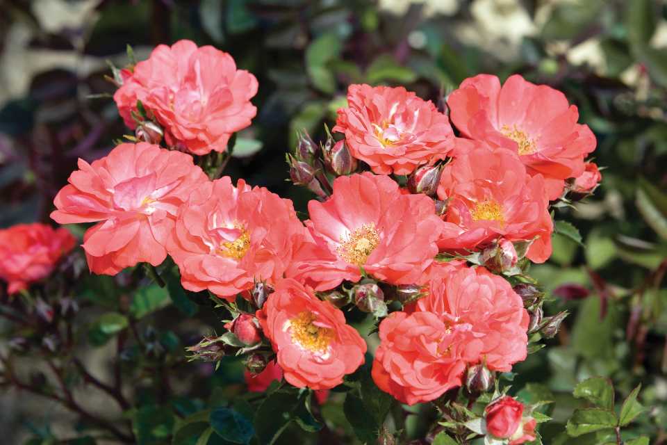 Plant Breeders and Brokers Present Their Top Coral Color-Themed ...