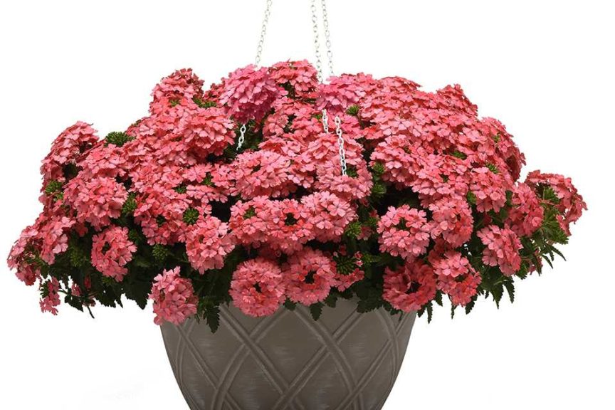 More Coral-Themed Plant Varieties That Can Make a Splash at Your ...