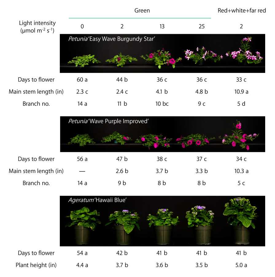 How Green Light Affects Floriculture Crops - Greenhouse Grower