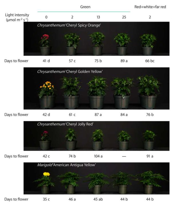How Green Light Affects Floriculture Crops - Greenhouse Grower