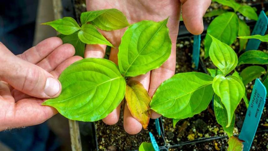 Seed Your Future Launches New Horticulture Career Exploration Tool ...