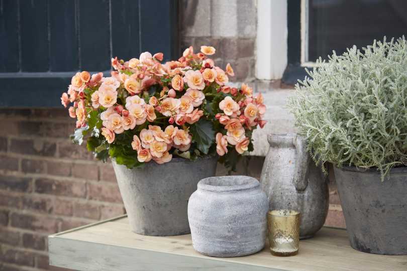 New Petunias and Begonias Set to Debut at CAST 2019 - Greenhouse Grower