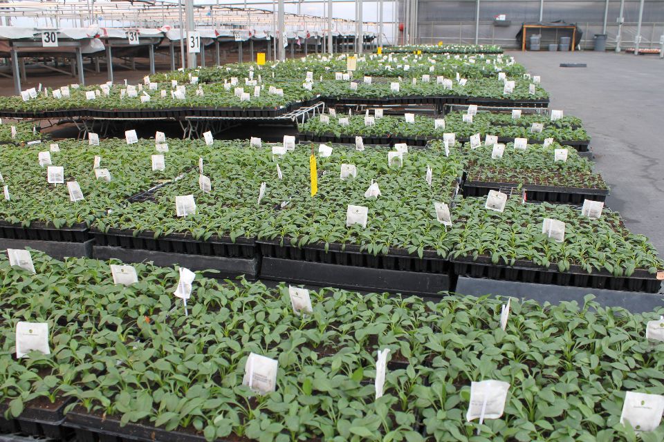 How to Improve the Young Plant-Finished Grower Communication Process ...