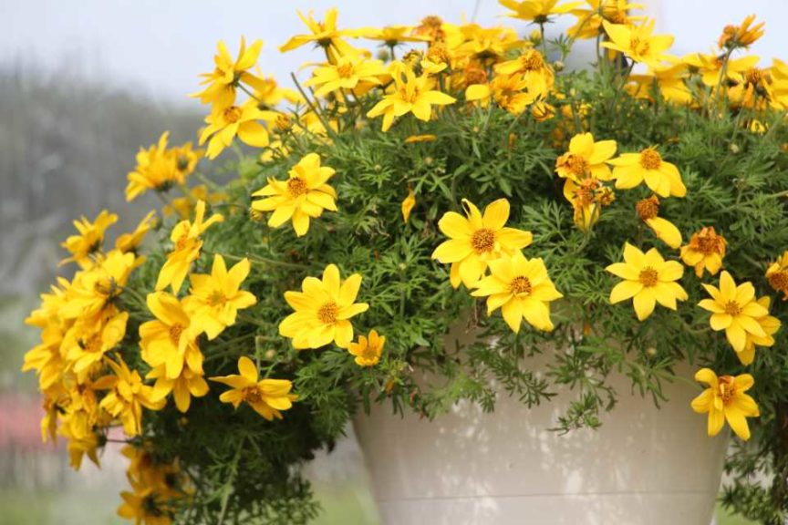 8 New Bidens For Pollinators From CAST 2019 - Greenhouse Grower
