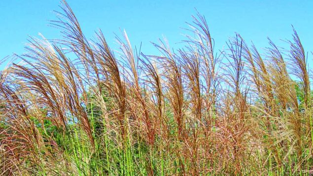 How to Help Grow a Green Infrastructure - Greenhouse Grower