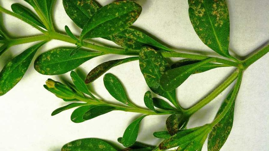 Tips to Whip Thrips in the Greenhouse - Greenhouse Grower