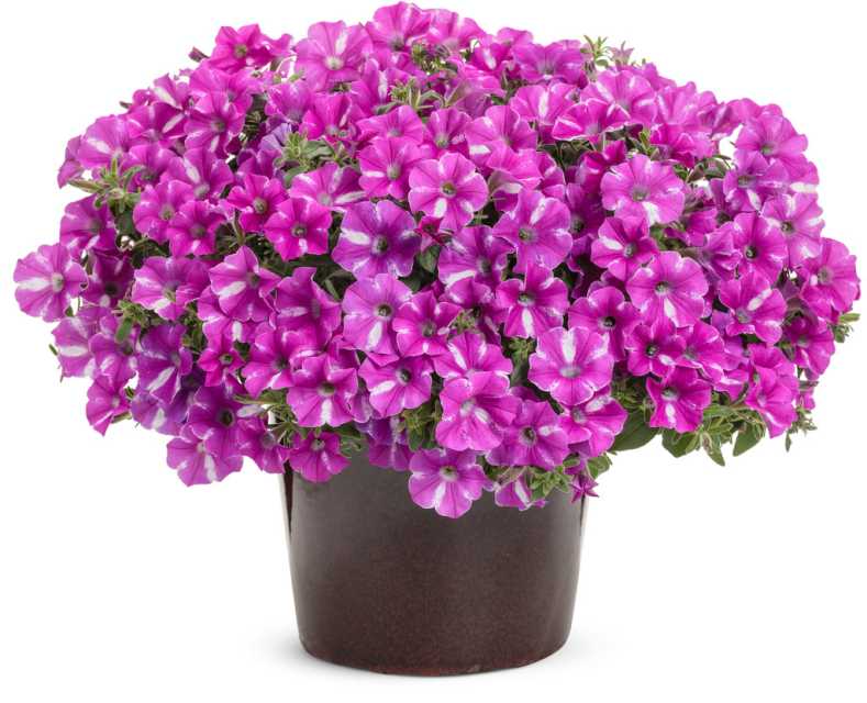Readers' Choice Annuals - Greenhouse Grower