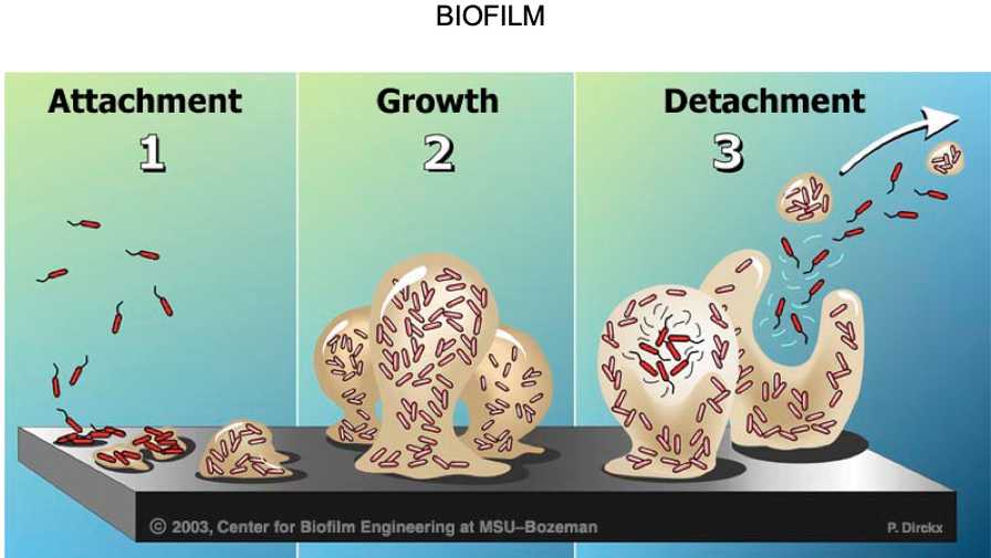 Why Biofilm Can Threaten Your Greenhouse Irrigation System - Greenhouse ...