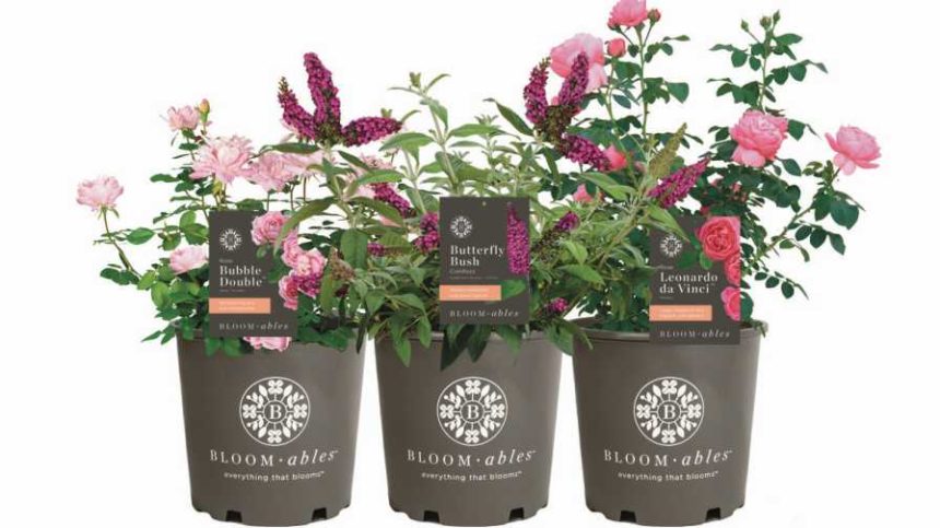 Star Roses and Plants Unveils New Bloomables Brand - Greenhouse Grower