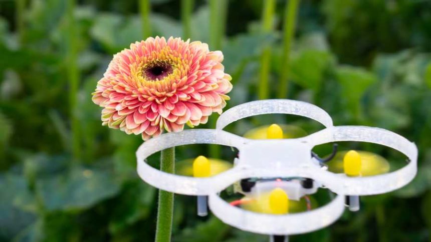 Dutch Companies Testing Drones for Moth Control in Gerbera - Greenhouse ...